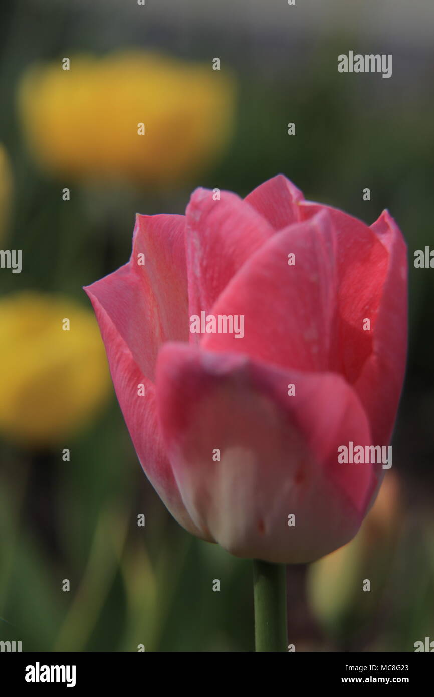 Home Grown Tulip Stock Photo - Alamy