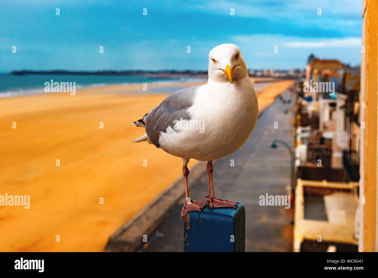 Seagull in Saint-Malo, Brittany, France Stock Photo - Alamy