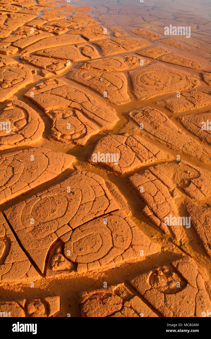 natural pattern, texture, abstract and background in nature Stock Photo ...