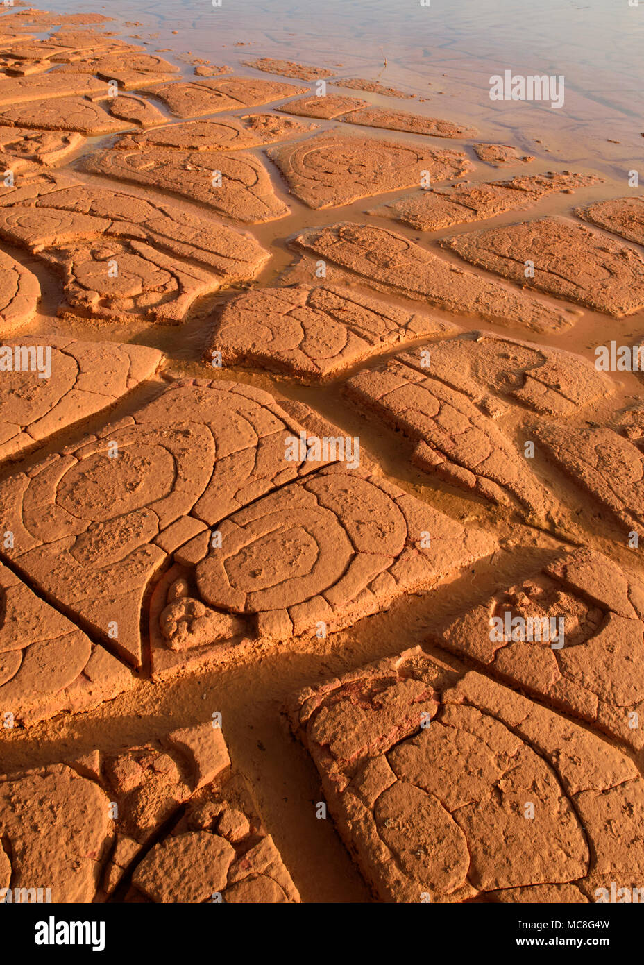 natural pattern, texture, abstract and background in nature Stock Photo ...