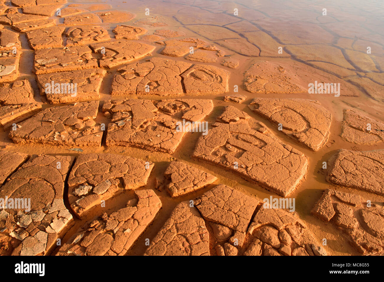 natural pattern, texture, abstract and background in nature Stock Photo ...