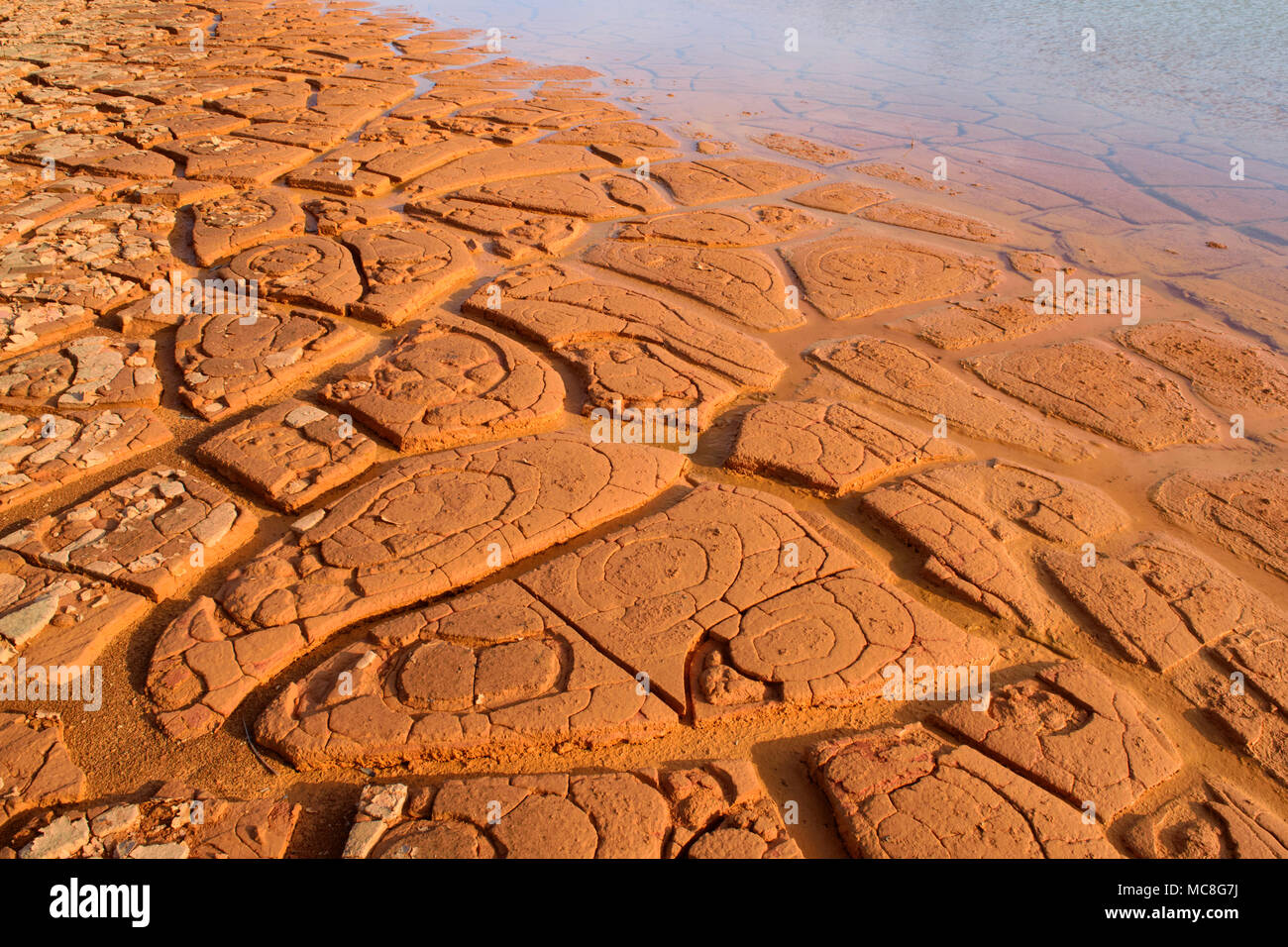 natural pattern, texture, abstract and background in nature Stock Photo ...