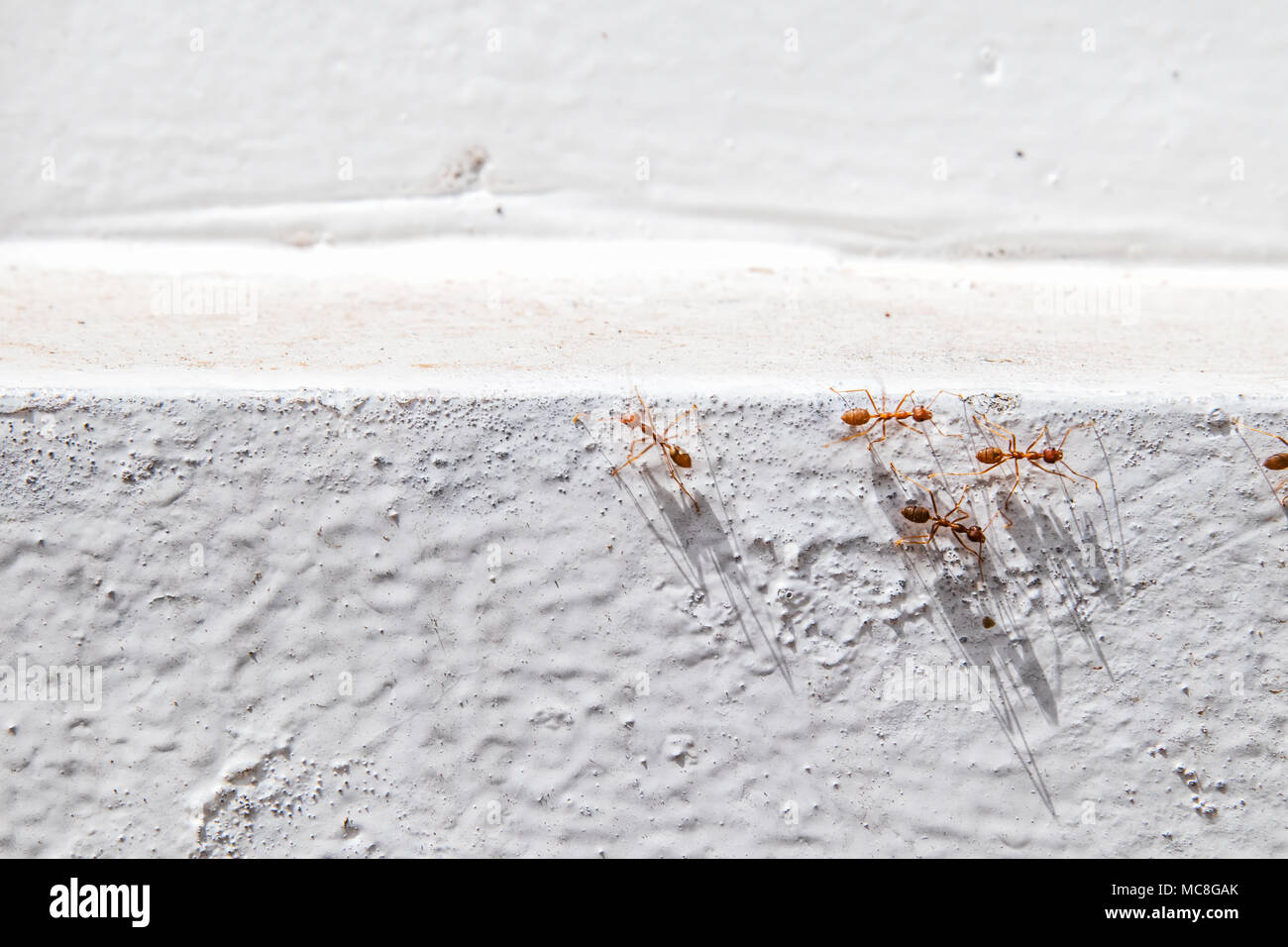 Orange ants known by termites to cross white wall Stock Photo - Alamy