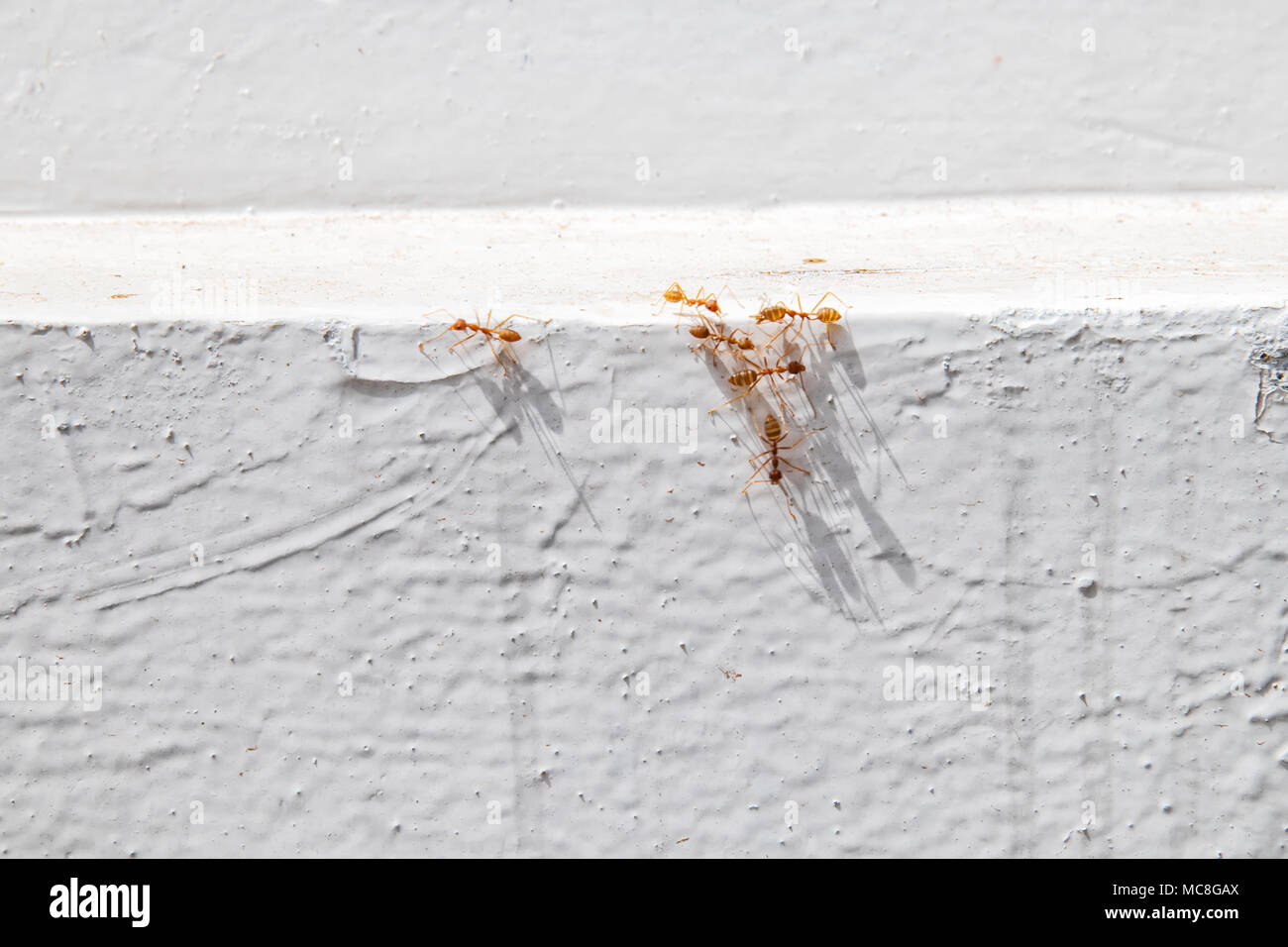 Orange ants known by termites to cross white wall Stock Photo - Alamy