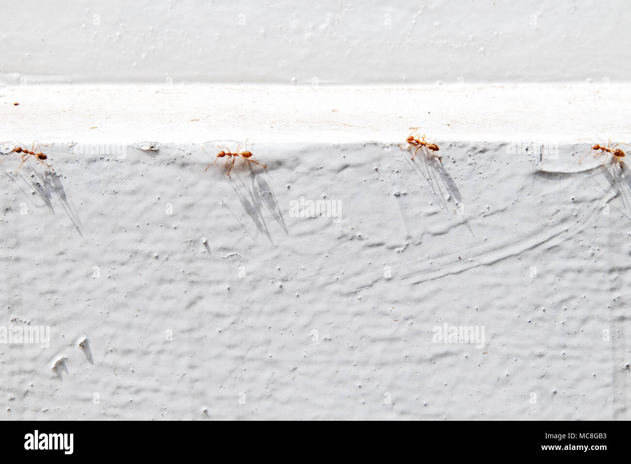 Orange ants known by termites to cross white wall Stock Photo - Alamy