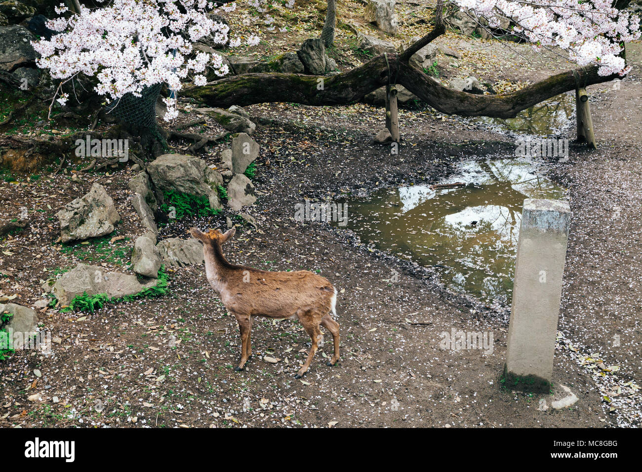 Nara park cherry hi-res stock photography and images - Alamy