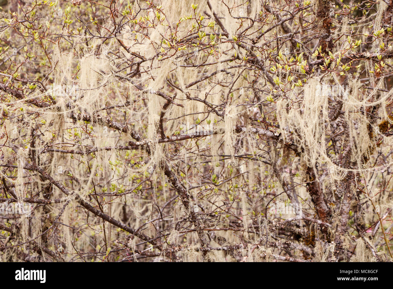 Chinese Usnea hanging on the tree in Pudacuo national park in Shangri ...