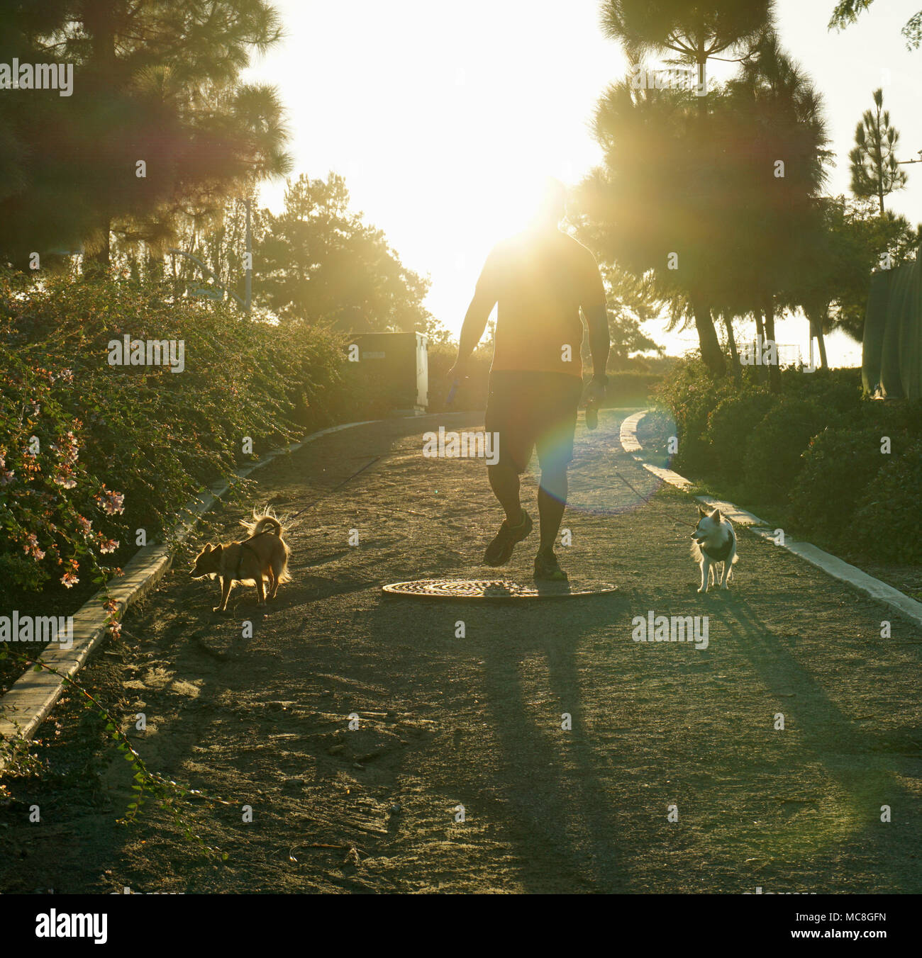 Senior couple walking dog old man woman park hi-res stock photography ...