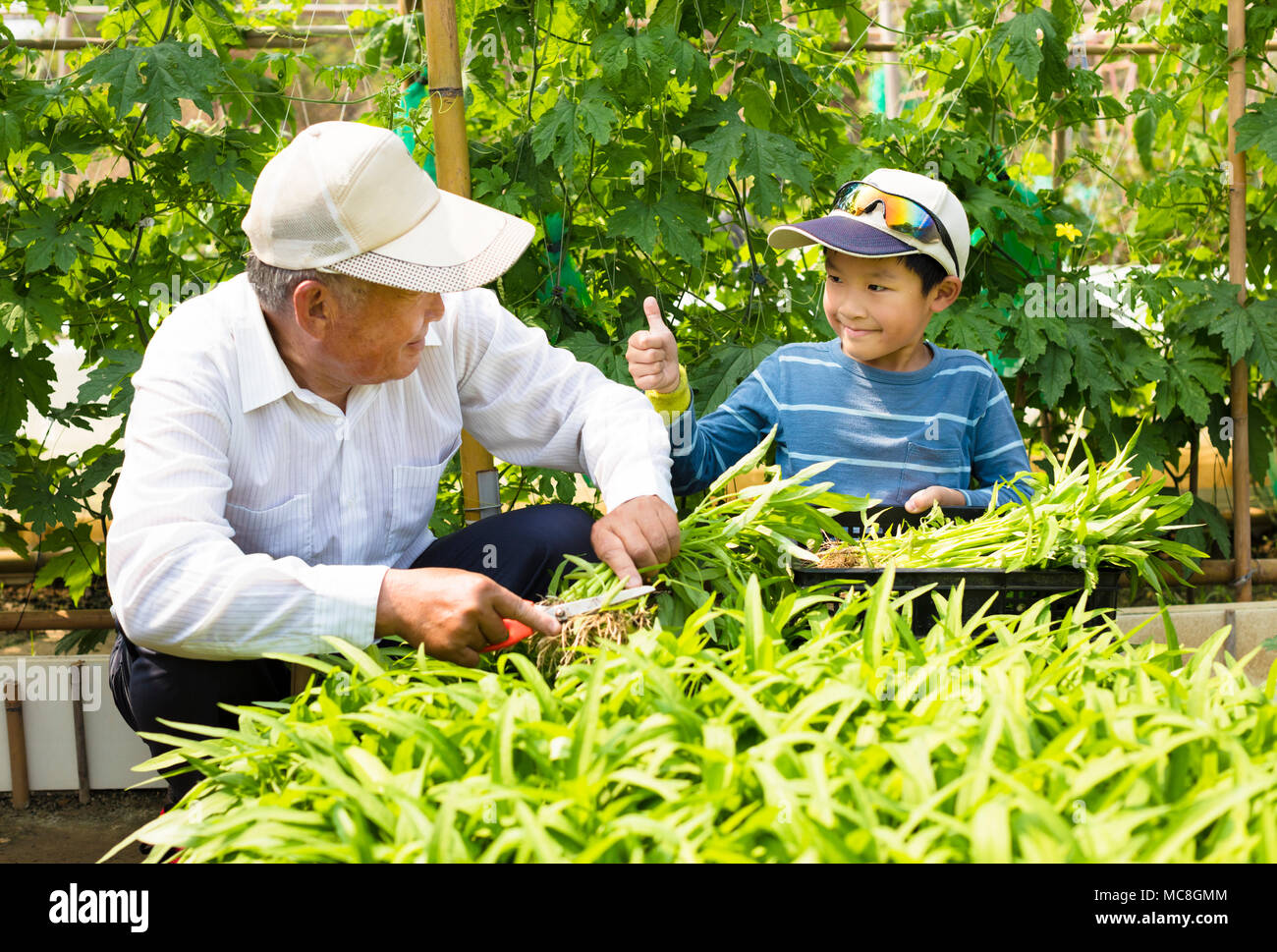 grandfather and grandson working in the vegetable garden Stock Photo ...