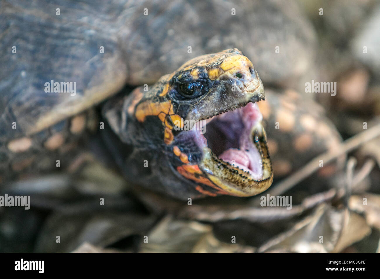 Tortoise mouth open hi-res stock photography and images - Alamy