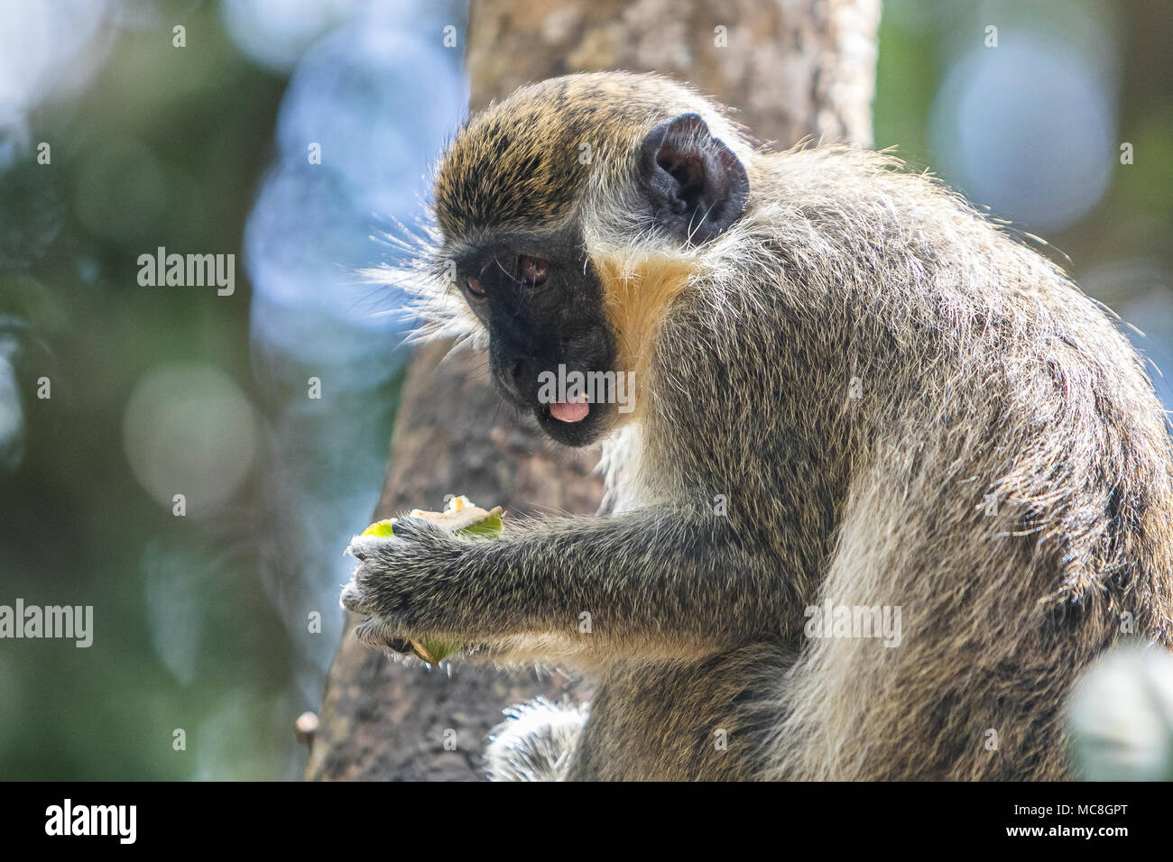 Green monkey hi-res stock photography and images - Alamy