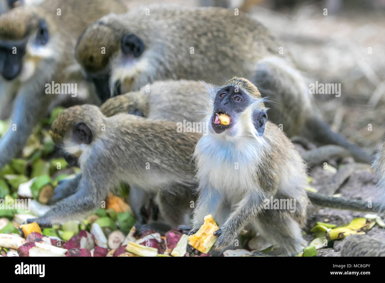 Group of green monkeys [Chlorocebus sabaeus] feeding. Barbados Wildlife ...