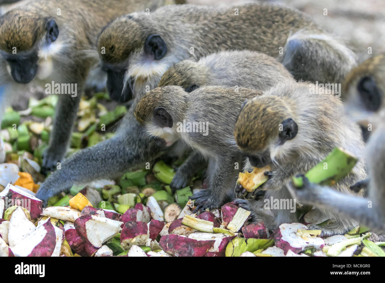 Group of green monkeys [Chlorocebus sabaeus] feeding. Barbados Wildlife ...
