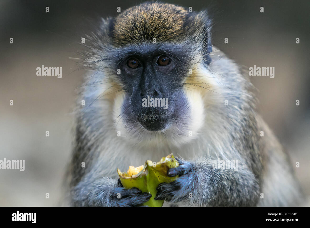 Green monkey [Chlorocebus sabaeus] eating. Barbados Wildlife Reserve ...