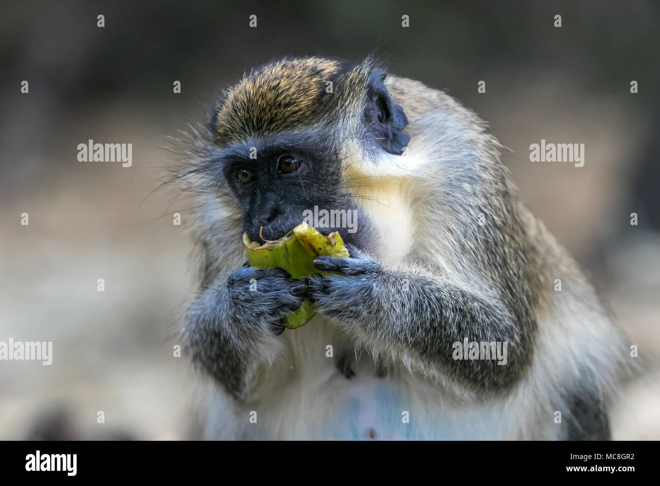 Green monkey [Chlorocebus sabaeus] eating. Barbados Wildlife Reserve ...