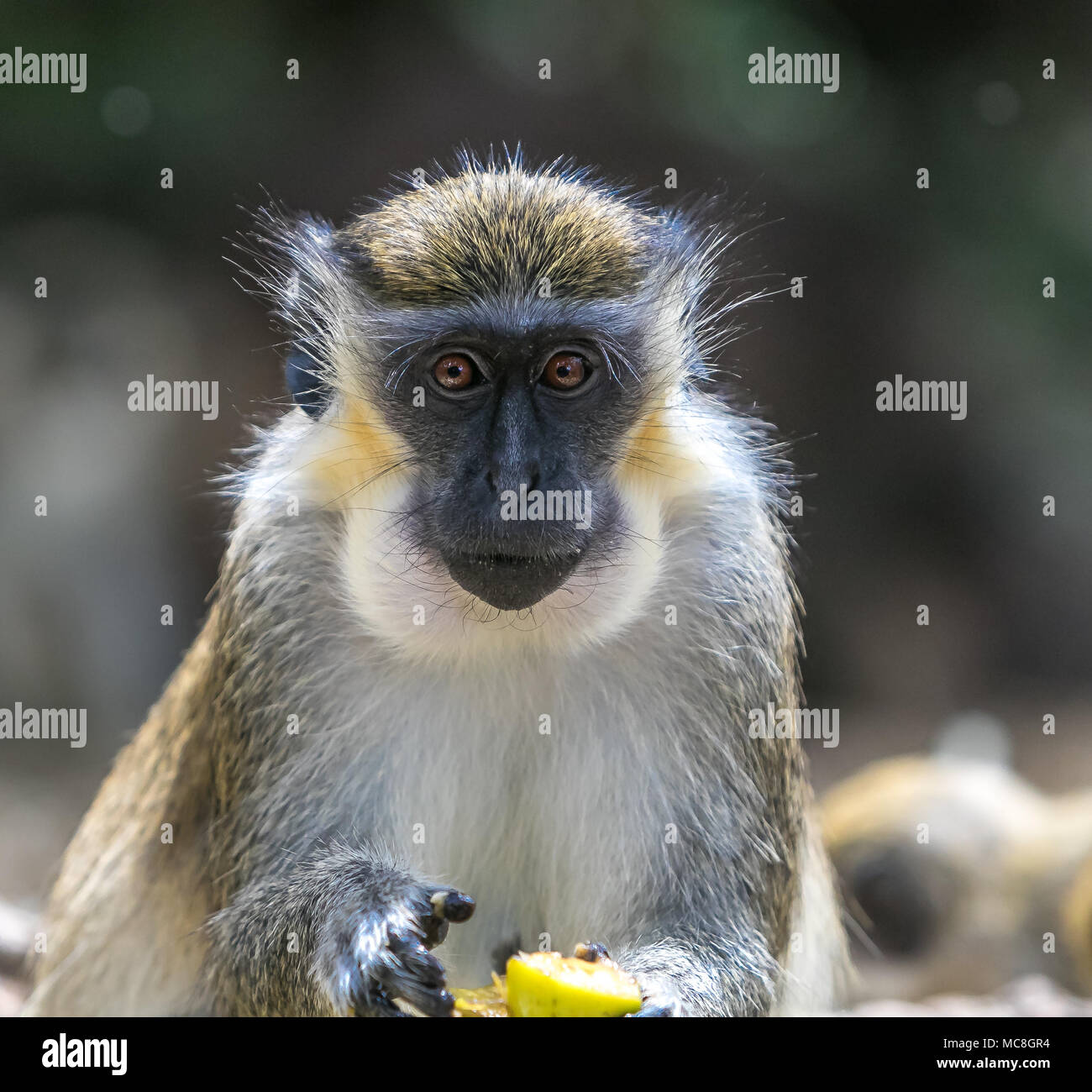 Green monkey [Chlorocebus sabaeus] eating. Barbados Wildlife Reserve ...