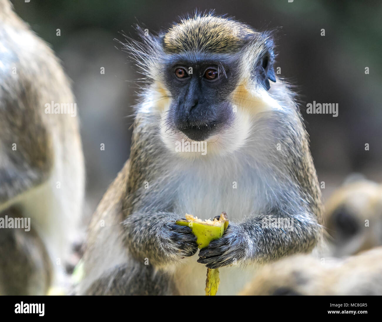 Chlorocebus sabaeus face hi-res stock photography and images - Alamy