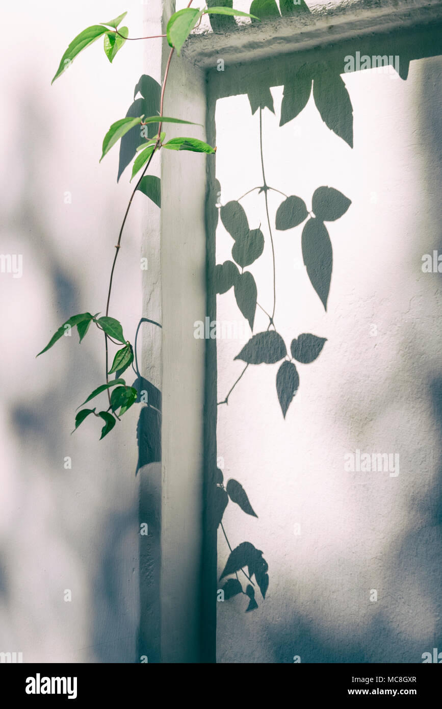 Vine and its shadows against a white background Stock Photo - Alamy
