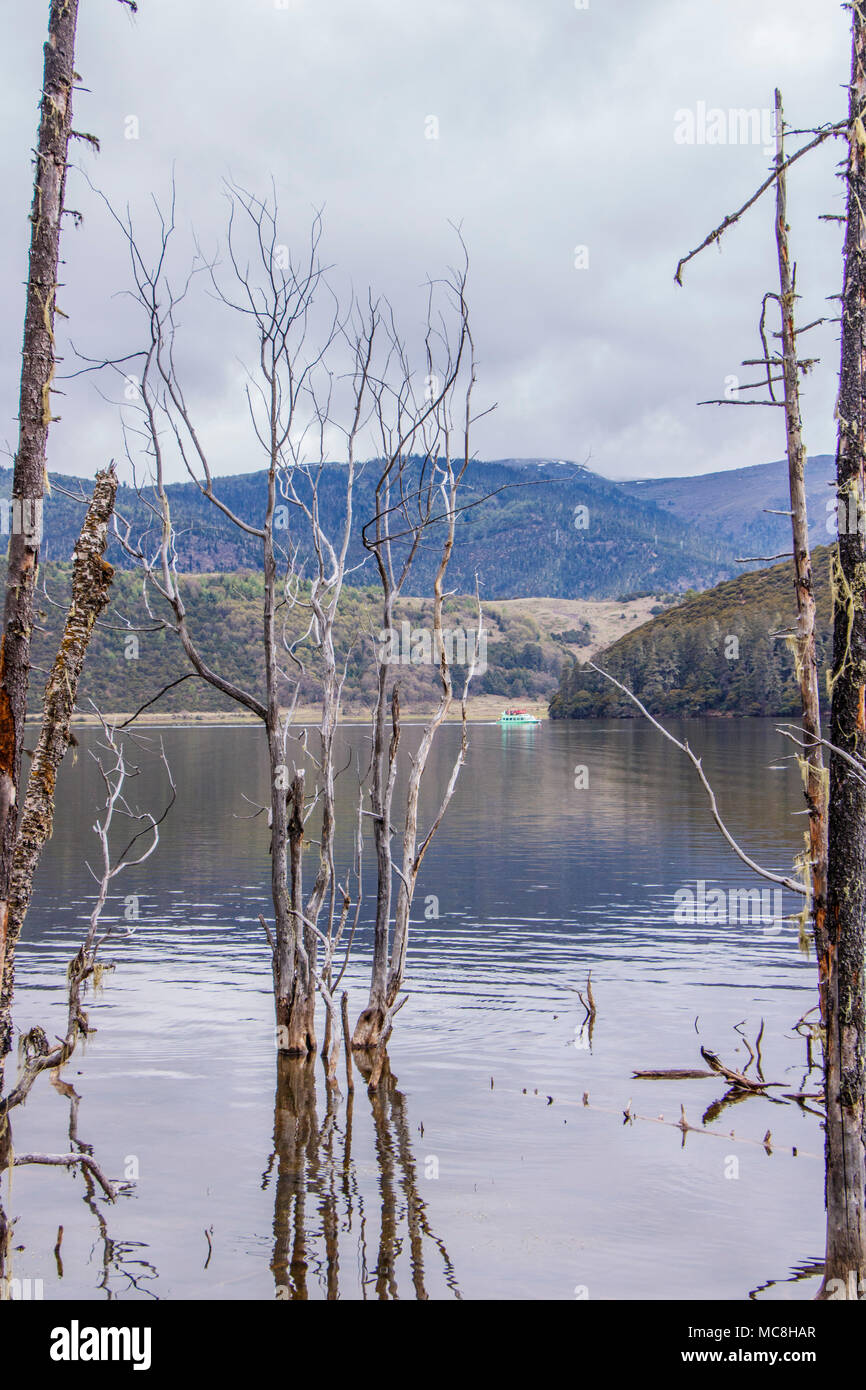 Withered tree branch in the lake nature view in Pudacuo national park ...