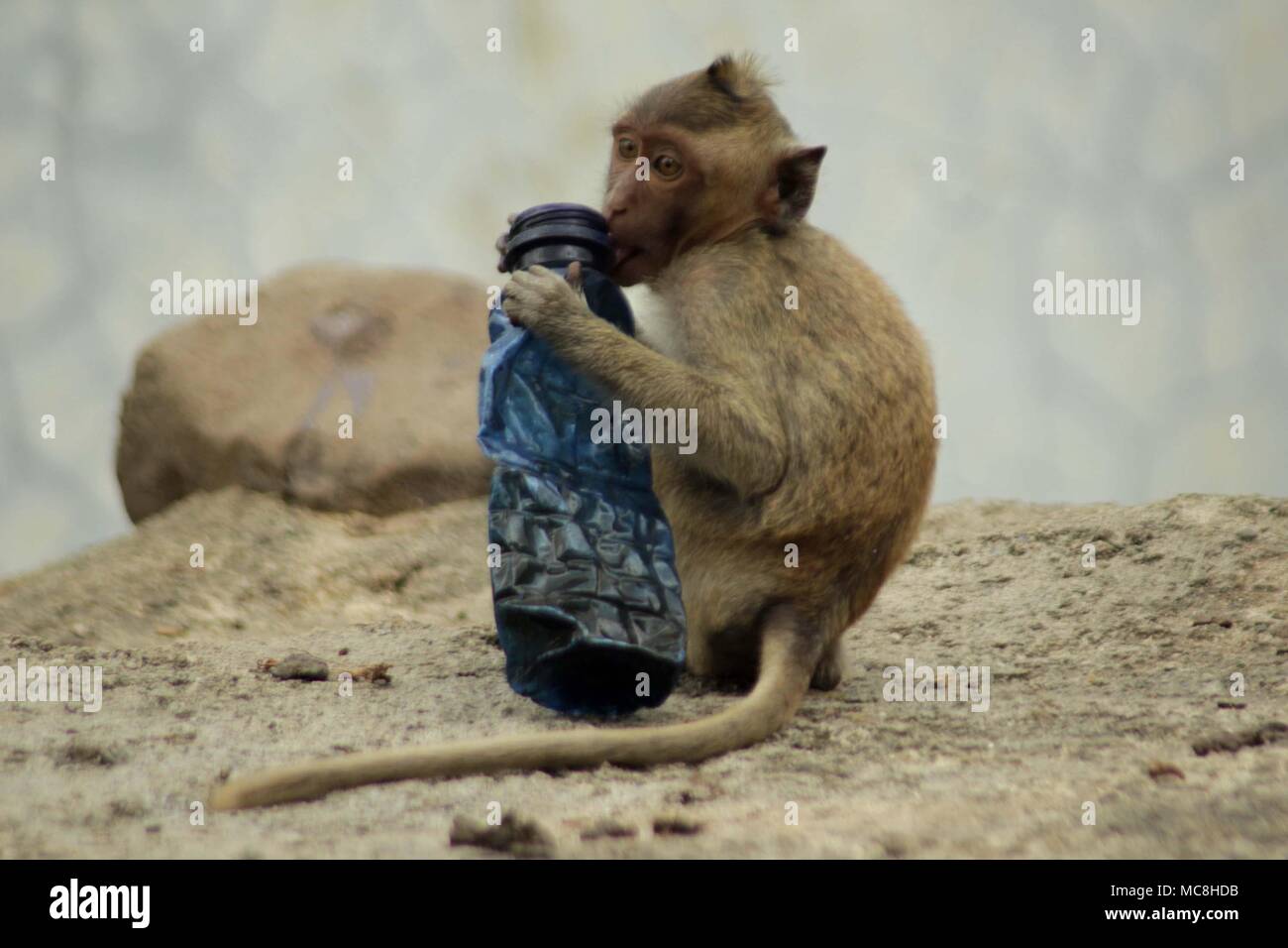 Madiun, Indonesia. 13th Apr, 2018. Monkey kra [Macaca fascicularis ...
