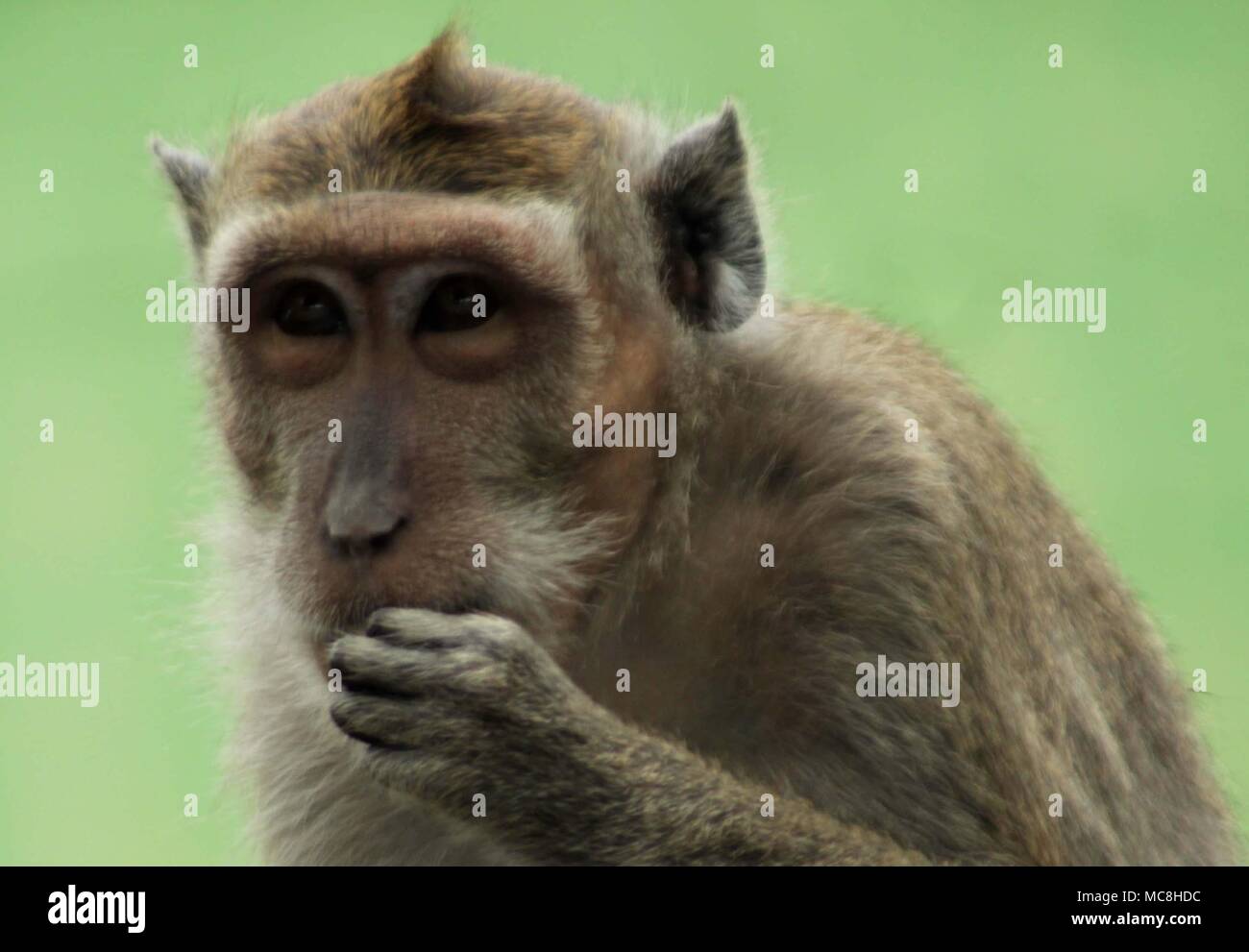 Madiun, Indonesia. 13th Apr, 2018. Monkey kra [Macaca fascicularis ...