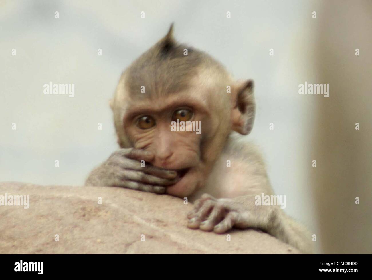 Long tailed kra monkey hi-res stock photography and images - Alamy