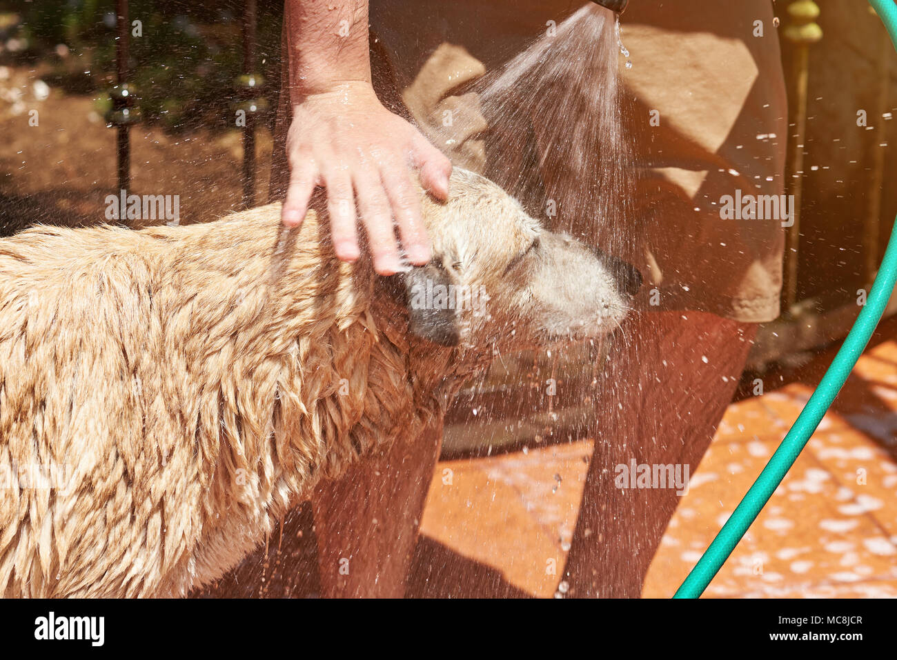 Hand on dogs head hi-res stock photography and images - Alamy