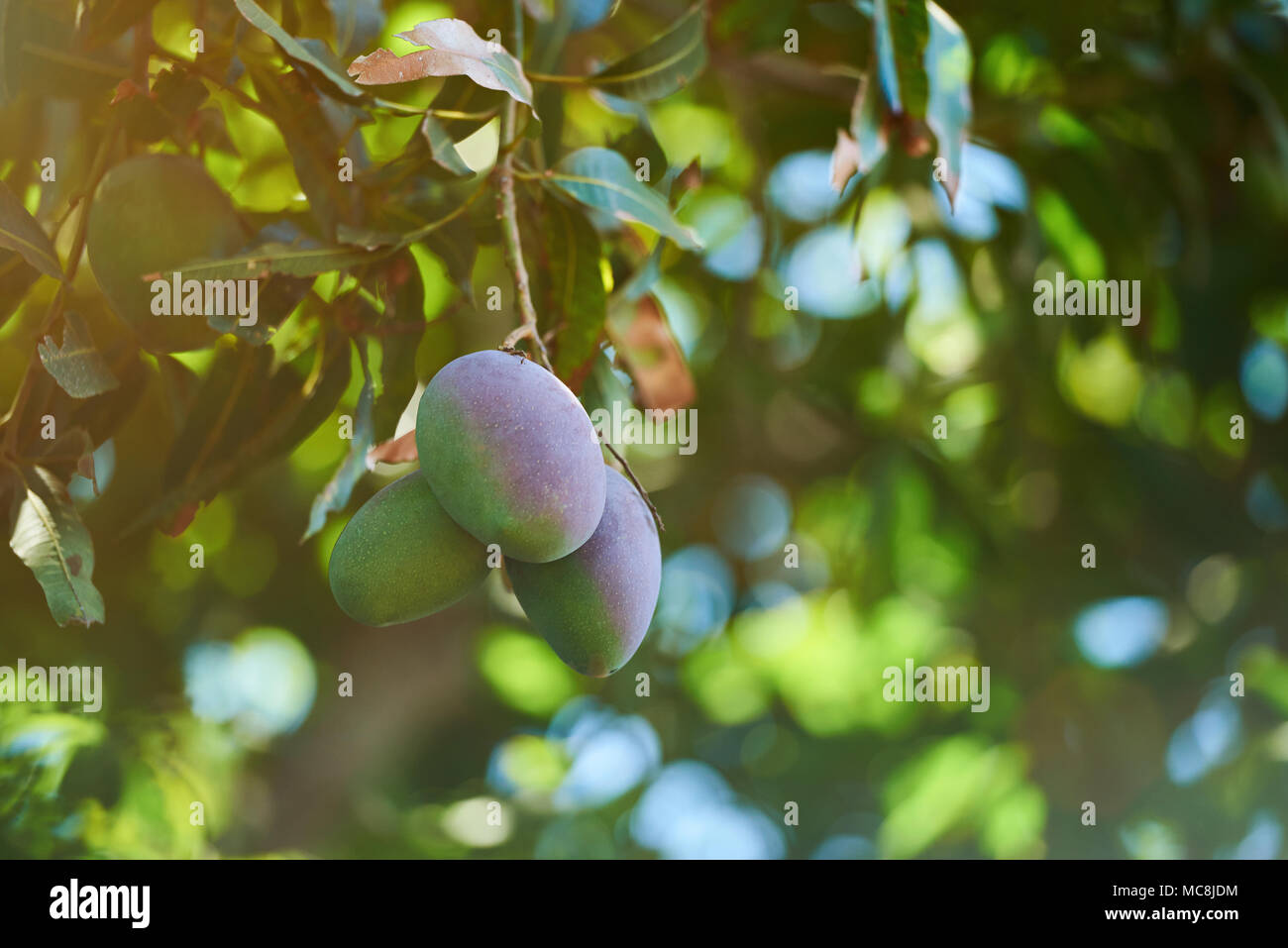 Ripe mango tree hi-res stock photography and images - Alamy