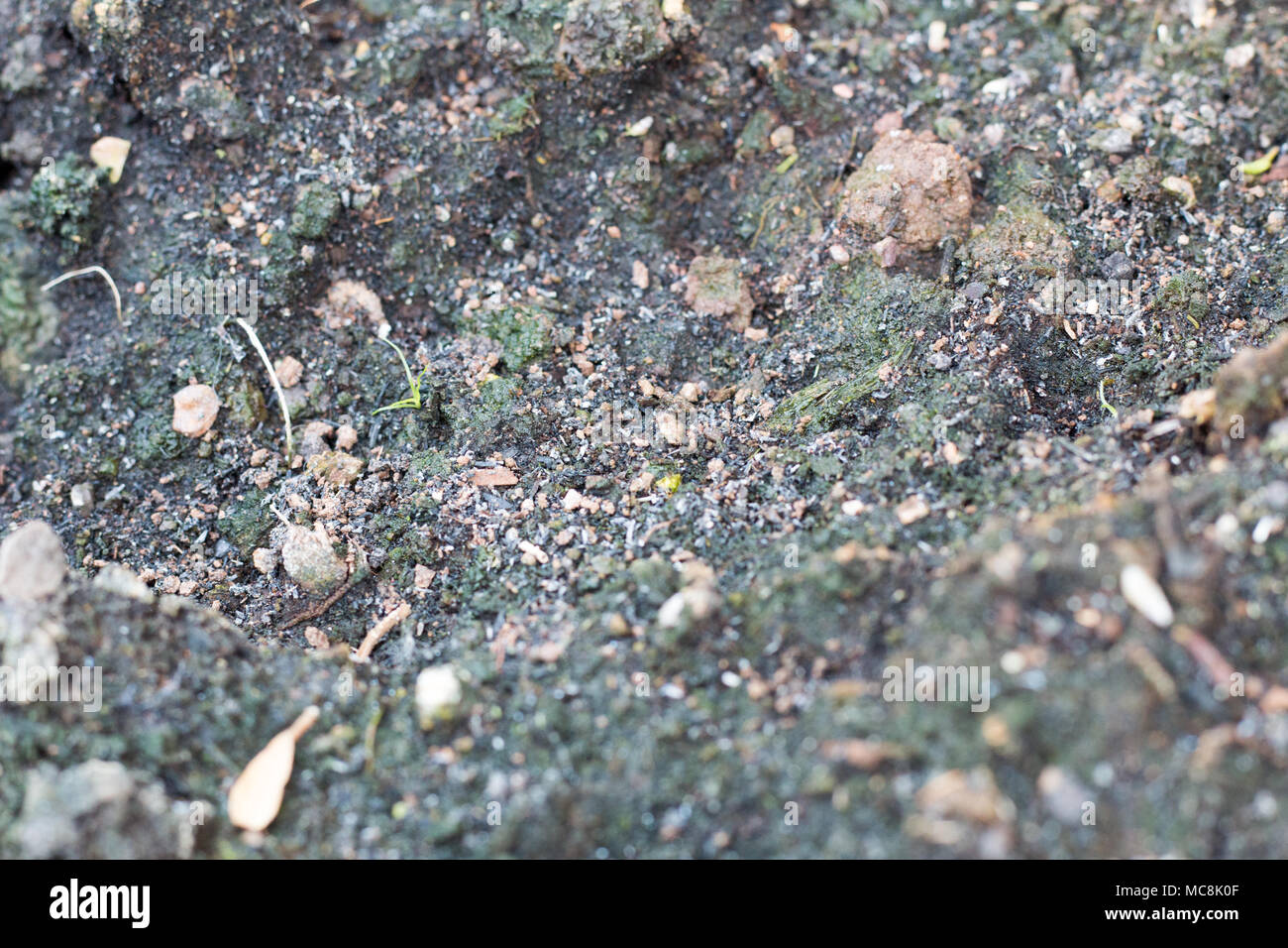 soil to creative texture and pattern for design and decoration isolate ...