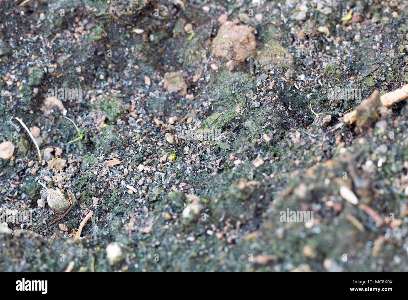 soil to creative texture and pattern for design and decoration isolate ...