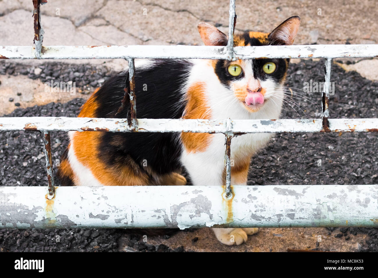 Street cat isolate on background,front view from the top, technical ...