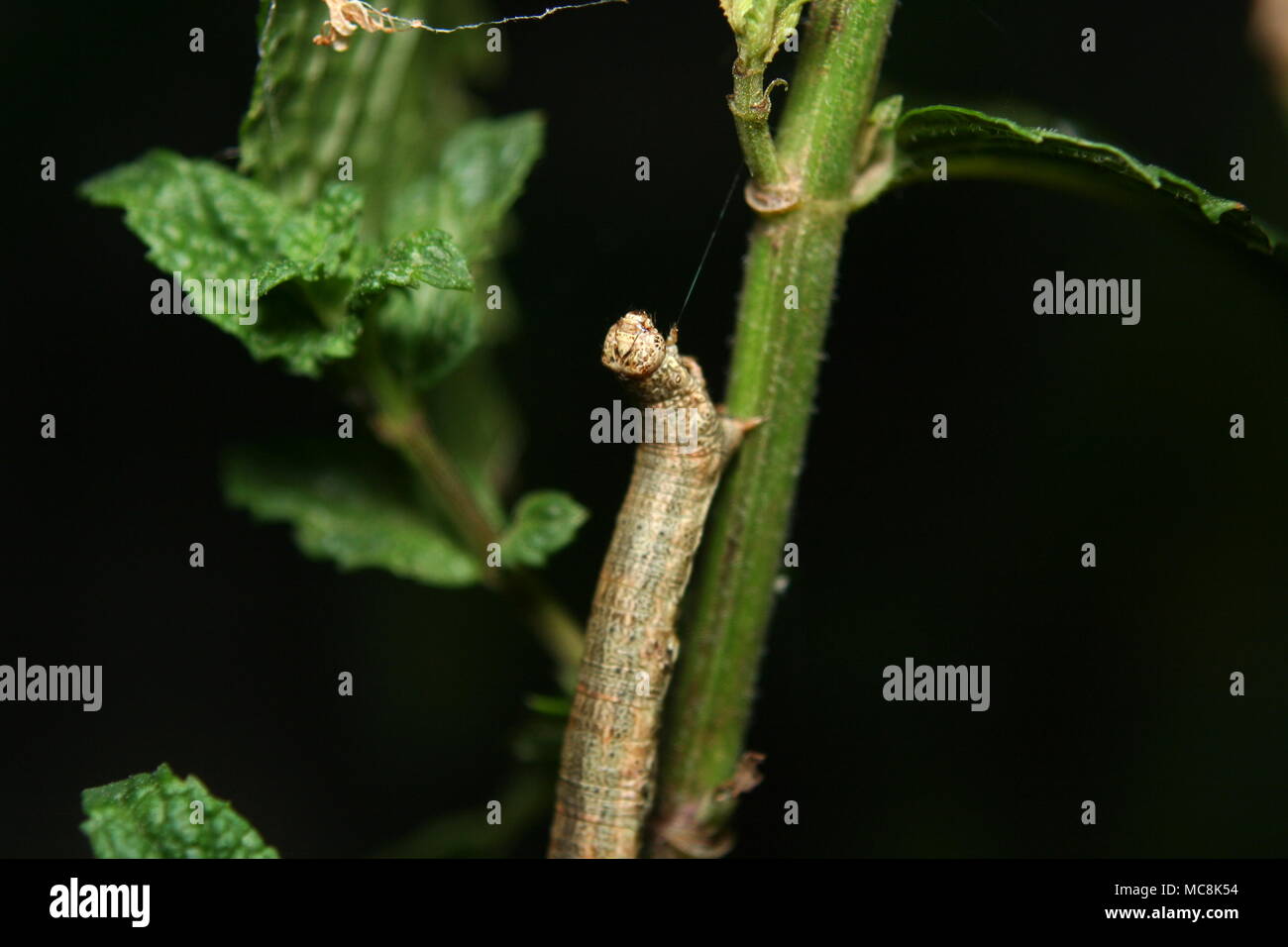 Peppered Moth Caterpillar 'Biston betularia' Stock Photo - Alamy
