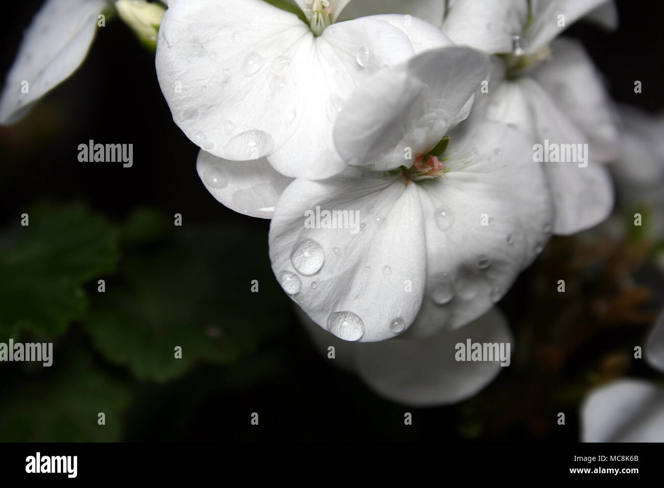 Water drops on white Geranium flowers Stock Photo - Alamy