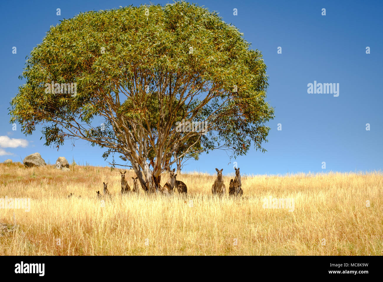 Kangaroos under a tree in Australia Stock Photo - Alamy