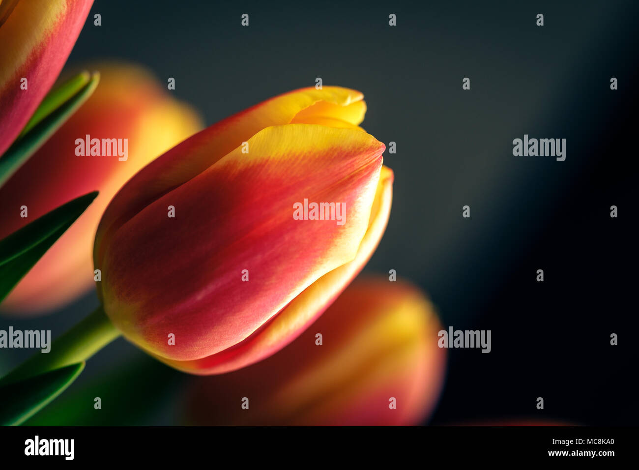 Flower pointing towards the light Stock Photo - Alamy