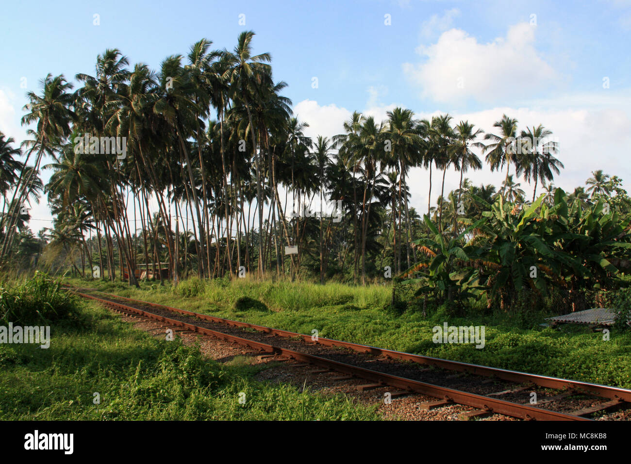 Coconut palm trees next to a railroad on the west coast of Sri Lanka ...