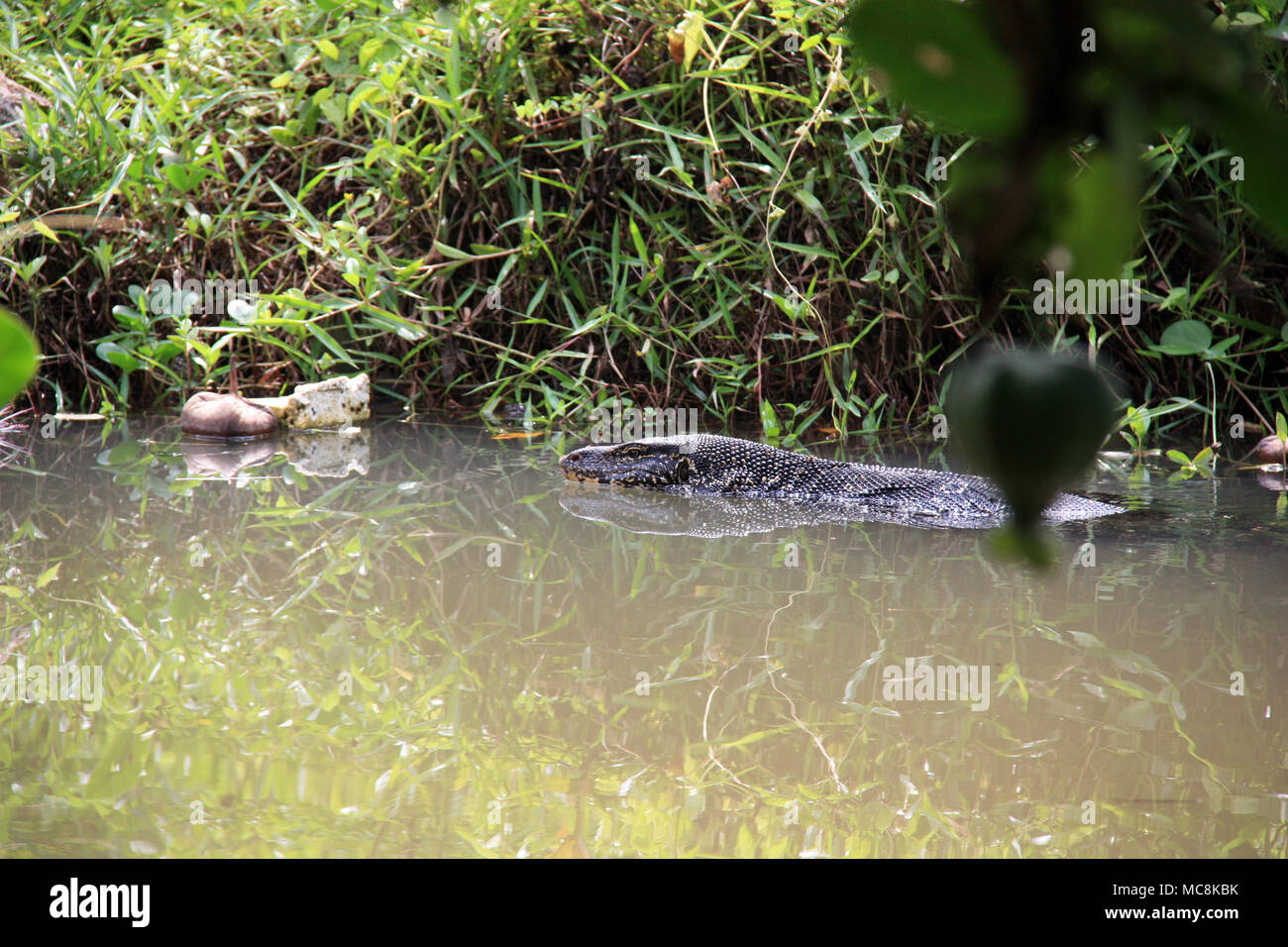 Water monitor lizard swimming hi-res stock photography and images - Alamy