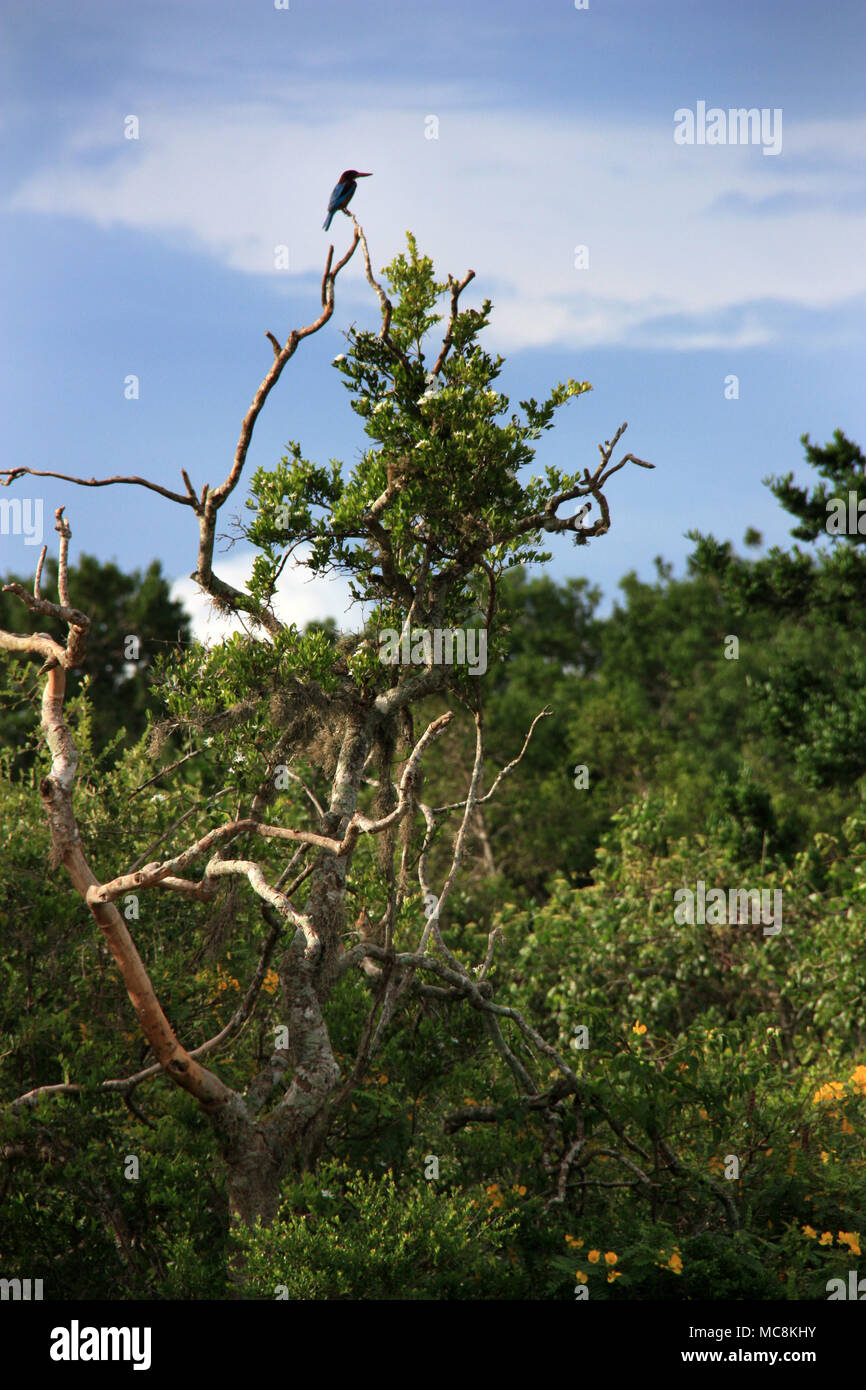 King Fisher sitting on a barren tree trunk at the Yala National Park ...