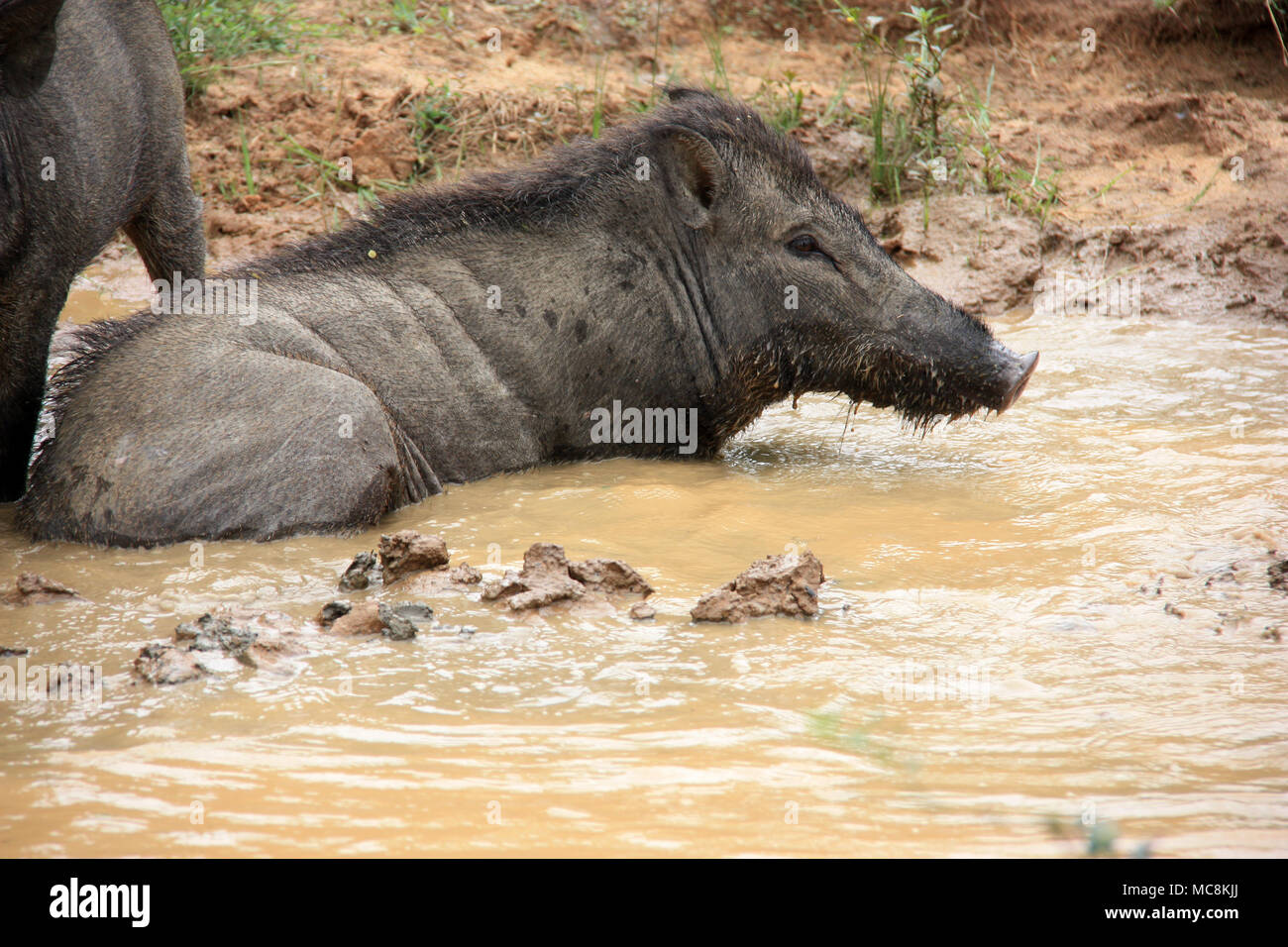 Cooling mud bath hi-res stock photography and images - Alamy
