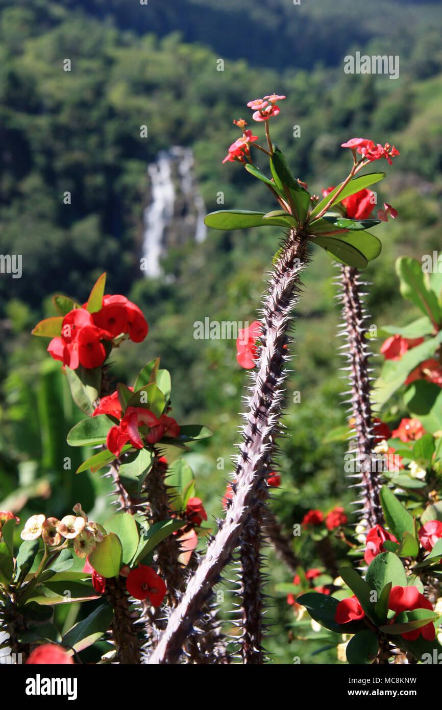 Badulla waterfall hi-res stock photography and images - Alamy