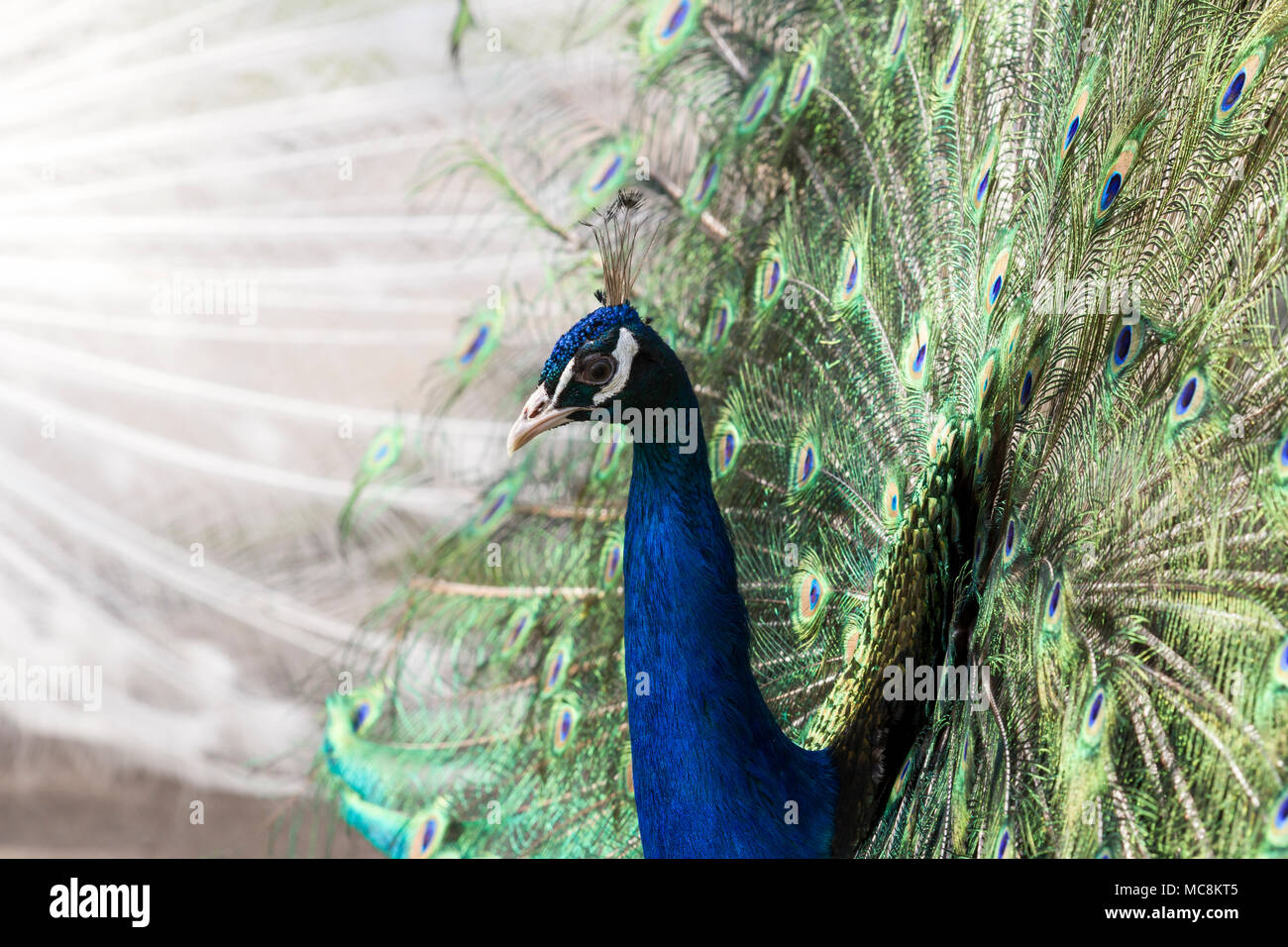 Colorful beautiful peacock. Closeup image Stock Photo - Alamy