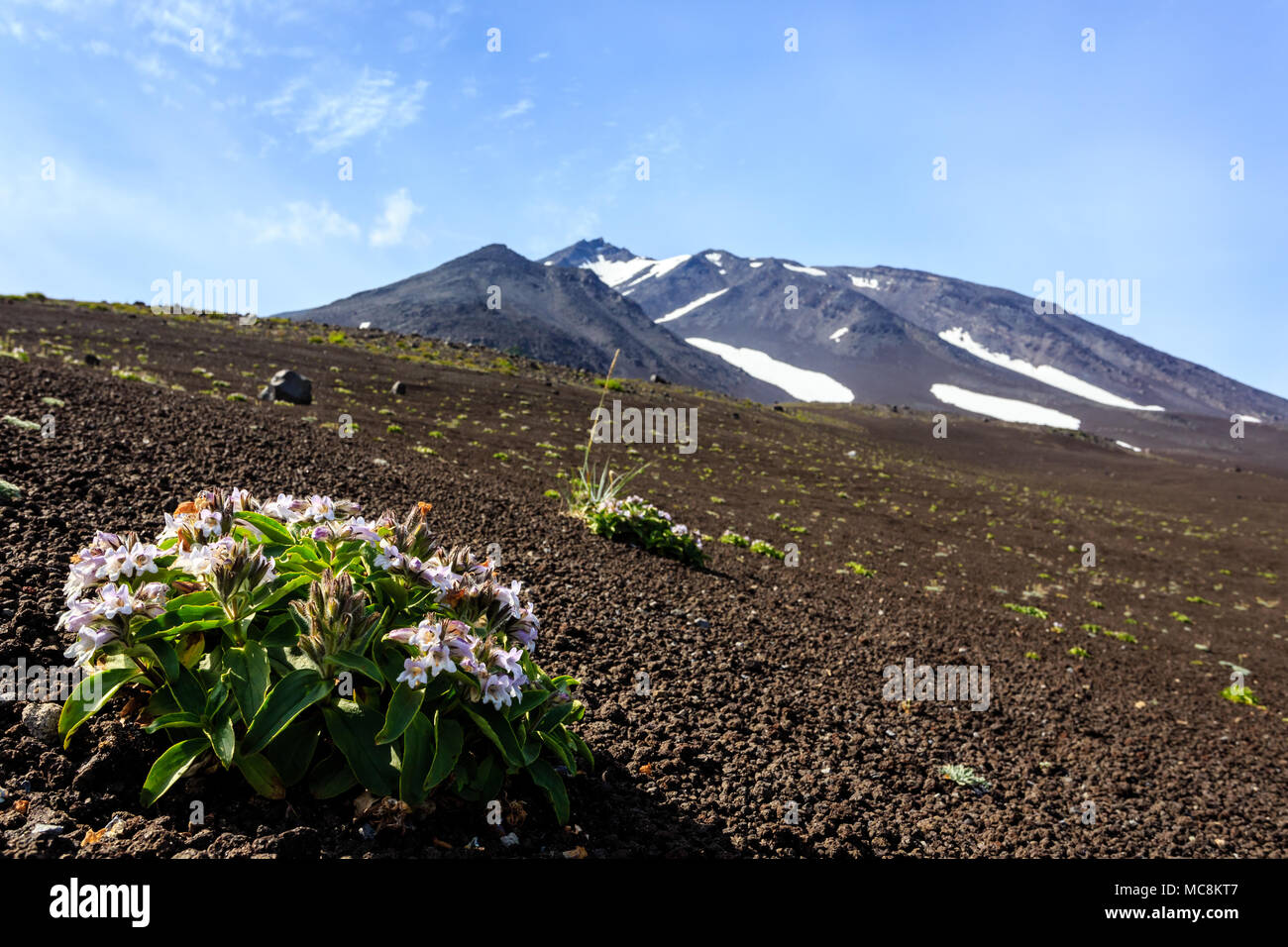 Volcano Kizimen, Kamchatka, Russia Stock Photo - Alamy