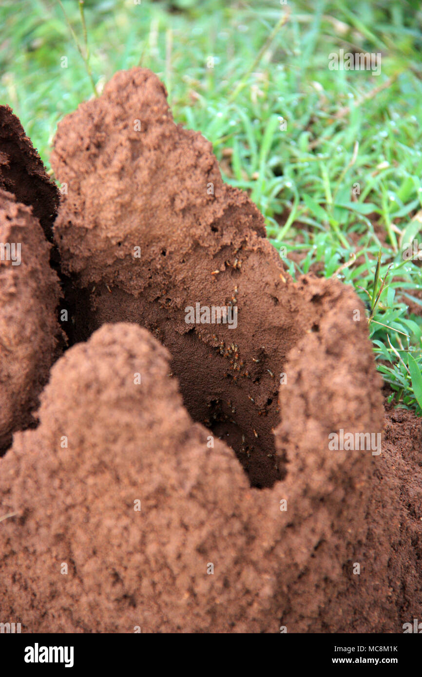 Termite nest soil hi-res stock photography and images - Alamy