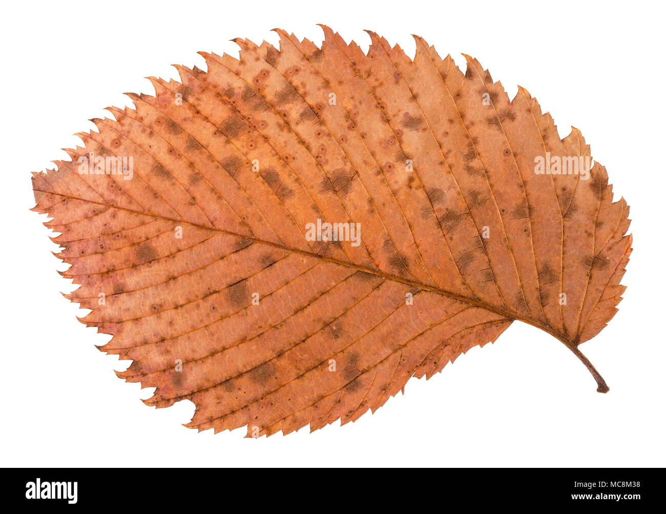 back side of autumn decayed brown leaf of elm tree isolated on white ...