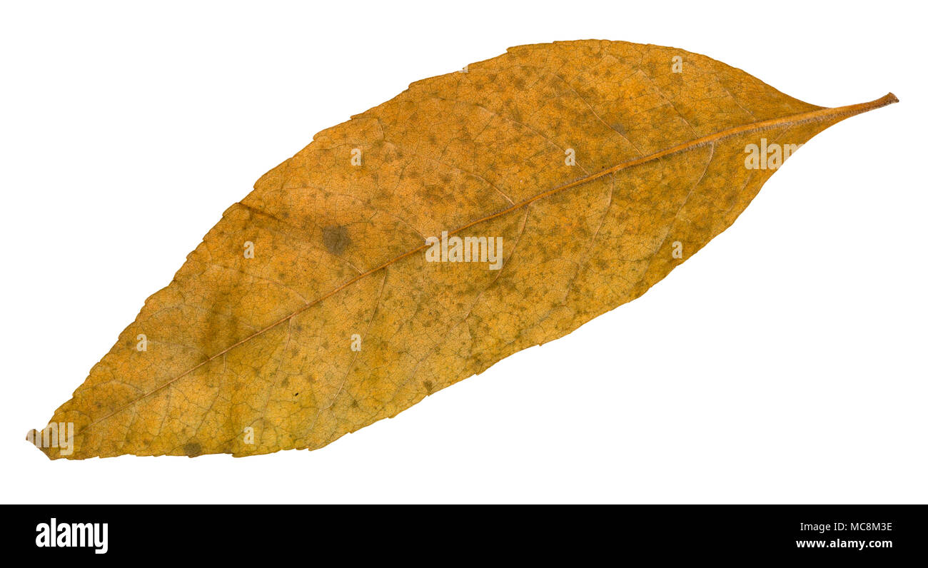 back side of old autumn fallen leaf of ash tree isolated on white ...