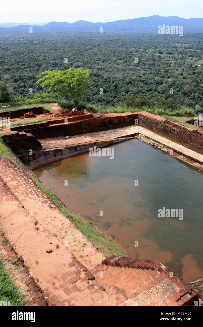 Mountain lion swimming pool hi-res stock photography and images - Alamy
