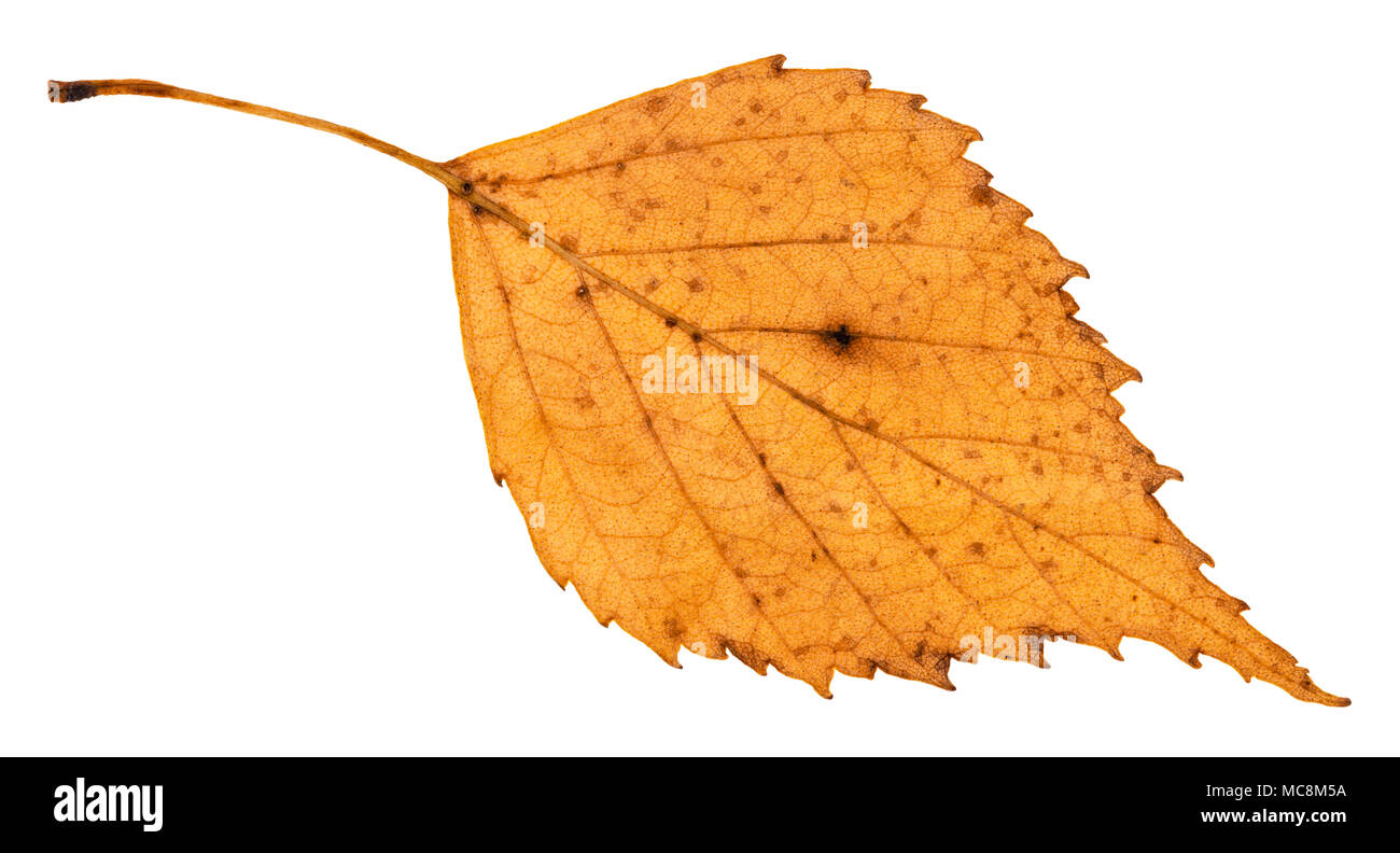 back side of old fallen leaf of birch tree isolated on white background ...