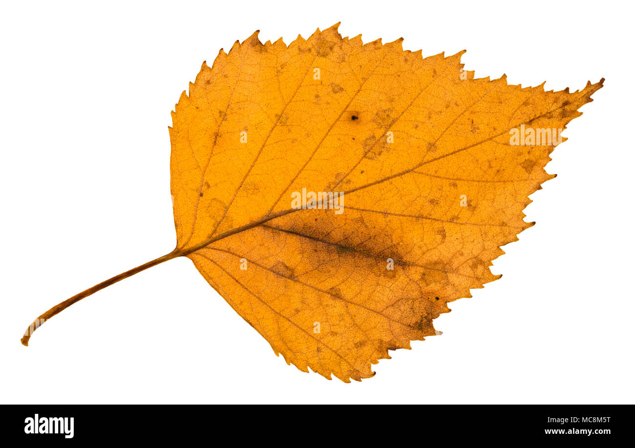 back side of old fallen leaf of birch tree isolated on white background ...