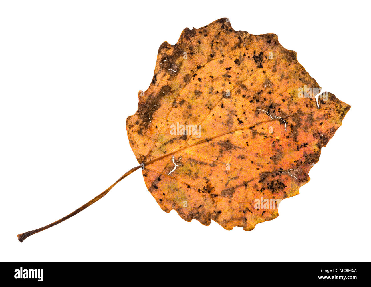 back side of broken autumn fallen leaf of aspen tree isolated on white ...