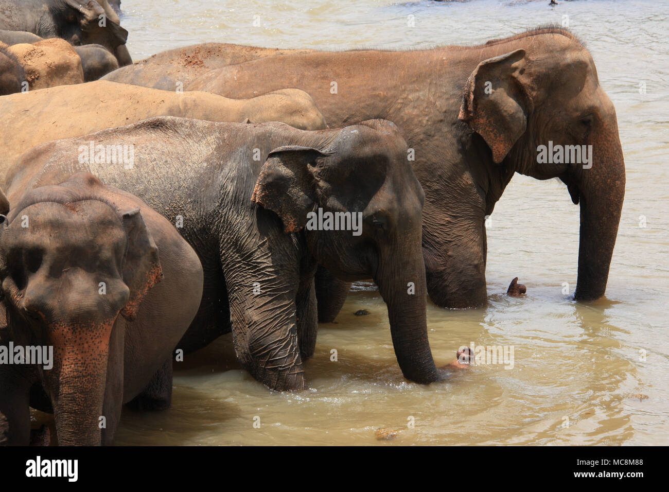 Grown elephant hi-res stock photography and images - Alamy